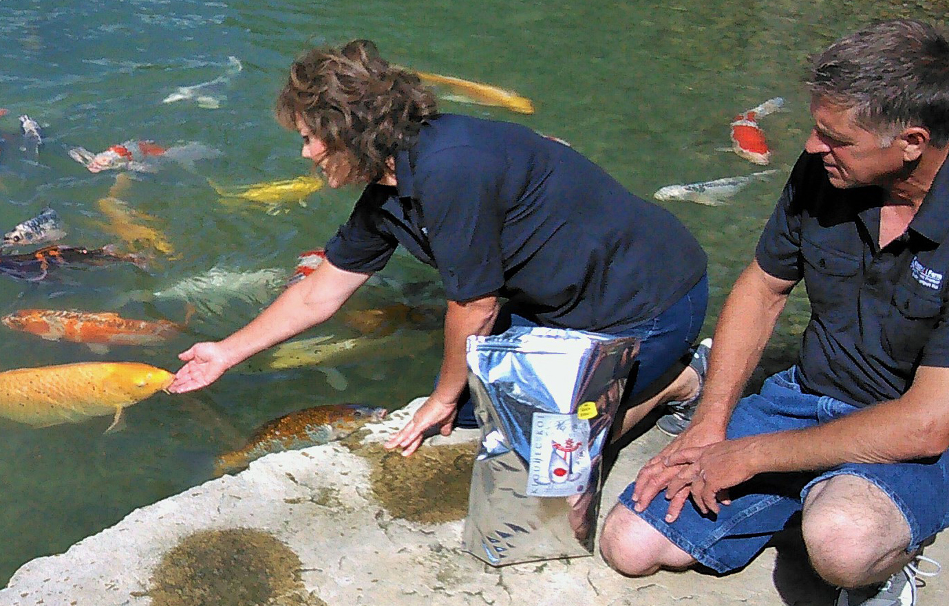 What Do Koi Fish Eat for Best Health? - Kloubec Koi Farm Store