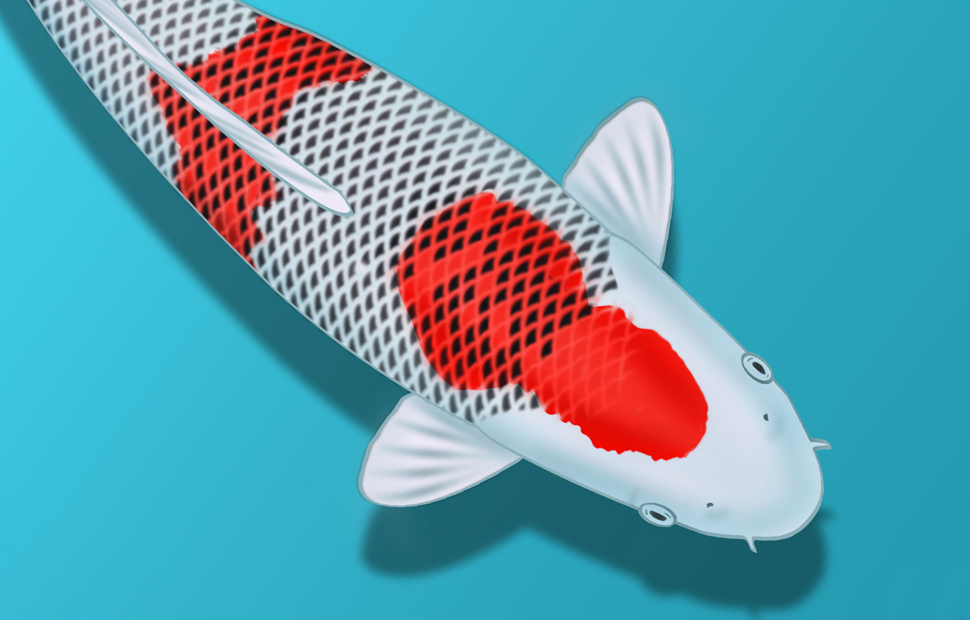 What to Look for When Buying Goshiki Koi? - Kloubec Koi Farm Store