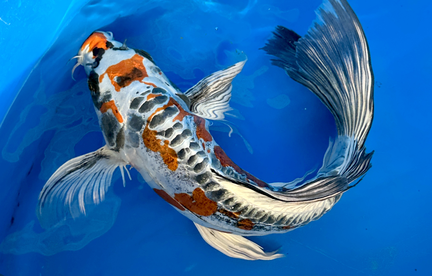 How Do Butterfly Koi Differ From Regular Koi? - Kloubec Koi Farm Store