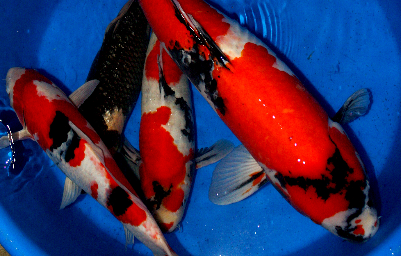 What Factors Determine Koi Fish Lifespan - Kloubec Koi Farm Store