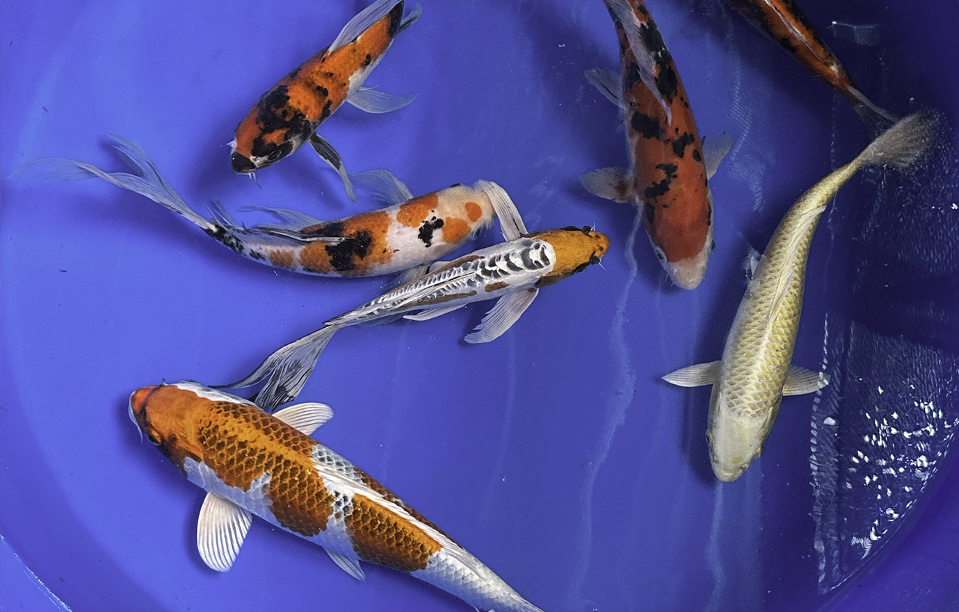 Unlocking the Secrets of Koi Fish Symbolism - Kloubec Koi Farm Store