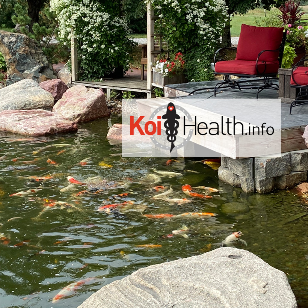 Understanding Koi Parasites - Kloubec Koi Farm Store