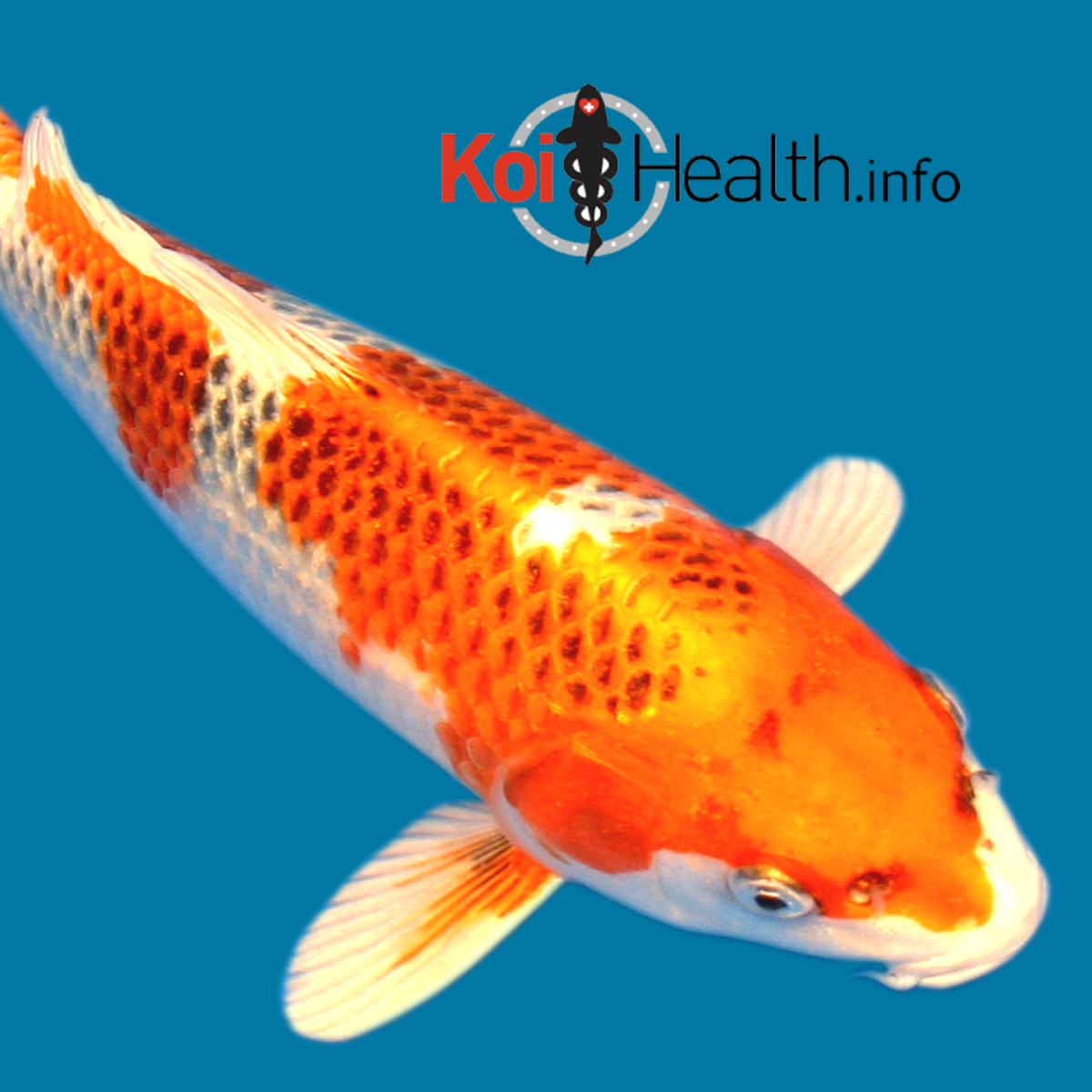 Quarantining New Koi - How To Set Up a Good Quarantine Tank - Kloubec ...