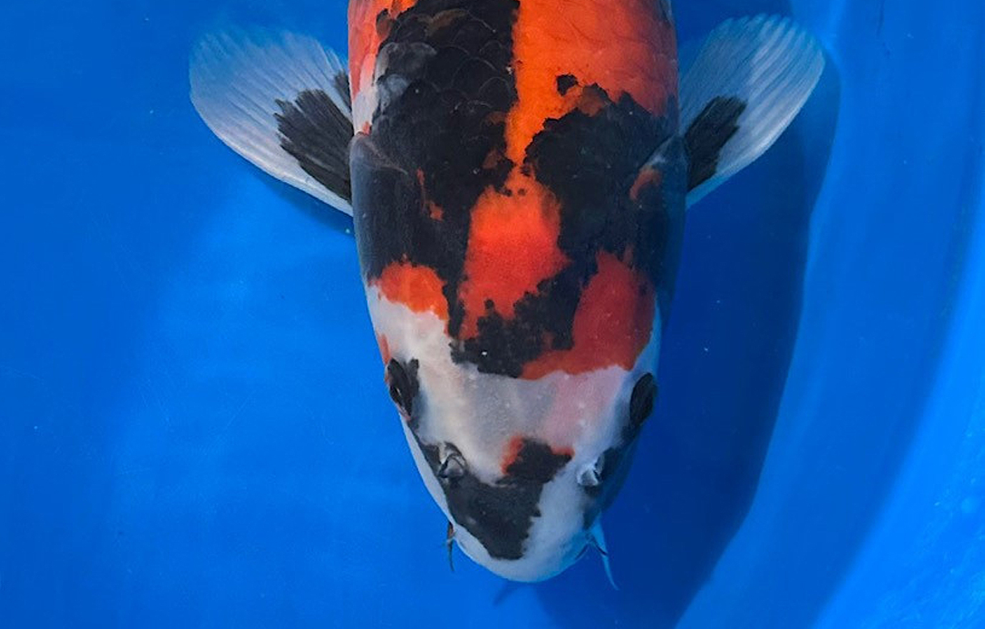 Different Types Of Koi Chart-koi Art Koi Fish Drawing Koi Fish Colors