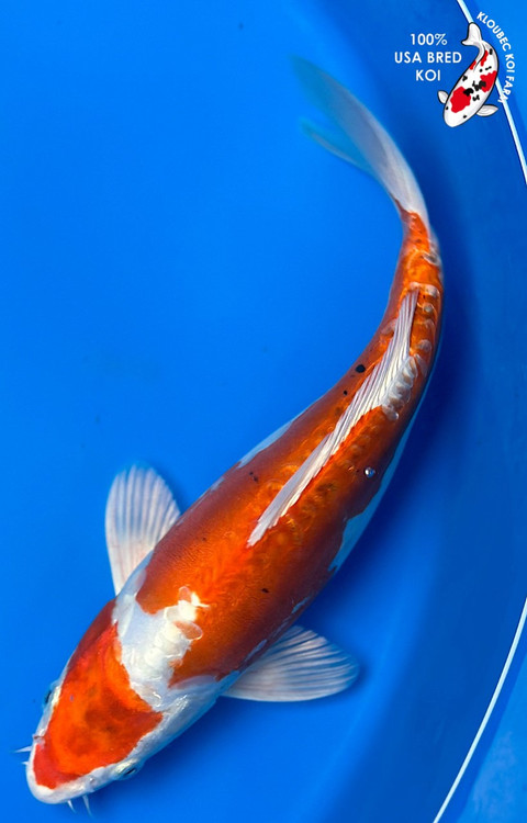 14" Doitsu Koi (#K32512U4) | Kloubec Koi Farm
