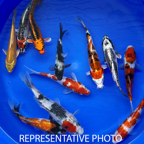 8'-10" Standard Fin Koi Assortment - Kloubec Koi Farm Store