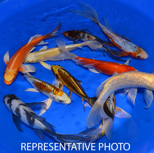10-12" Butterfly Koi Assortment - Kloubec Koi Farm Store