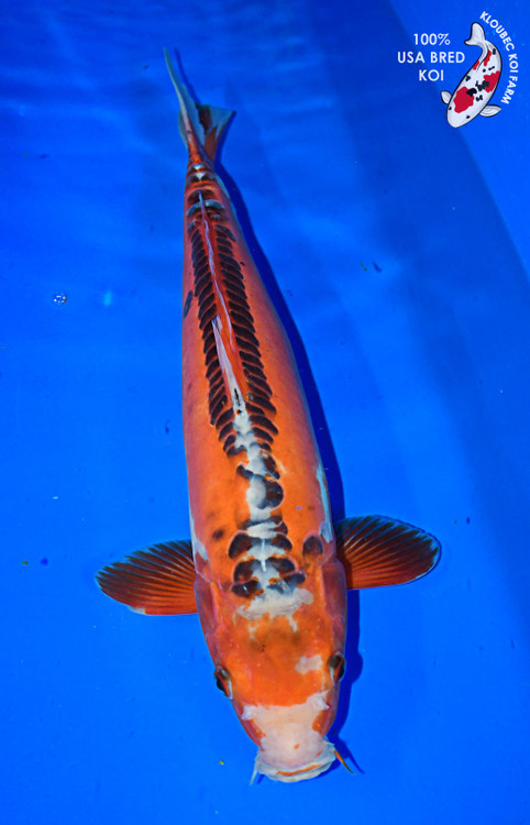 Shop 15-Inch Shusui Koi | Premium Blue Koi with Red Accents | Kloubec ...