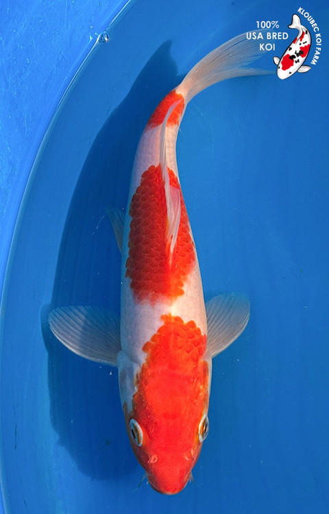 9" 3 Step Kohaku Koi #K1714(X52). Kloubec Koi Farm