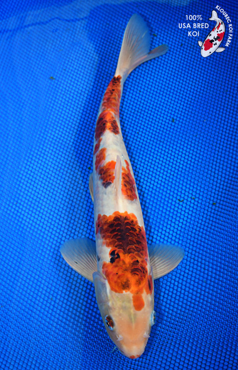 16" Goromo Koi #L2275(M16) | Kloubec Koi Farm