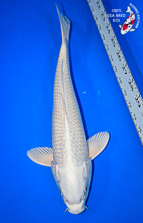13" Ogon Koi #L2999(U5) | Kloubec Koi Farm