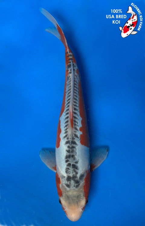 13" Shusui Koi #J32111(U3) | Kloubec Koi Farm