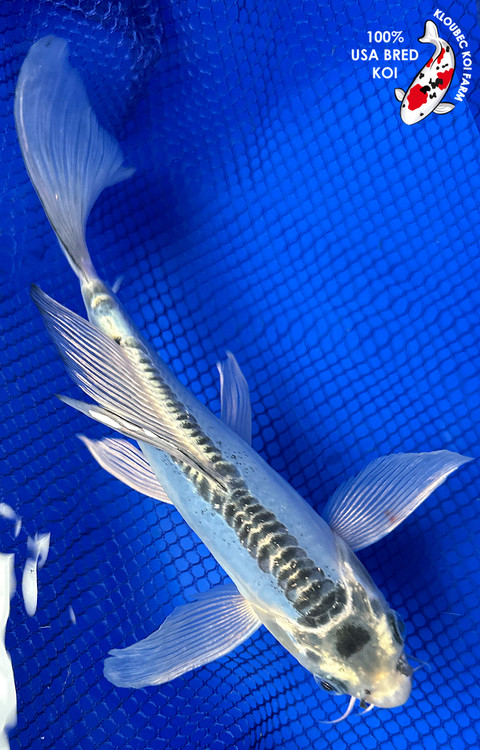 9" "Robin Egg" Blue Shusui Butterfly Koi #J32826(P2) | Kloubec Koi Farm