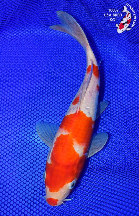 11.5" Kohaku Koi #L3675(P1) | Kloubec Koi Farm