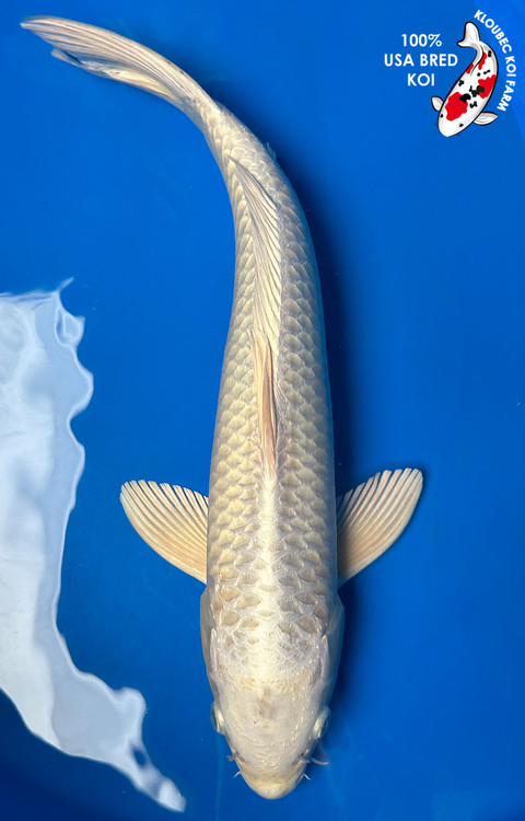 16" "Cream" Ogon Koi #J52211(P3) | Kloubec Koi Farm