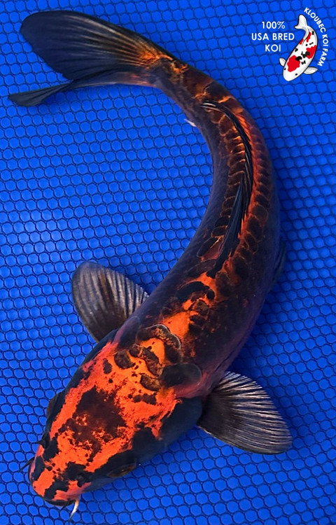 10.5" Kin Kikokuryu Koi #K61415(P5) Kloubec Koi Farm