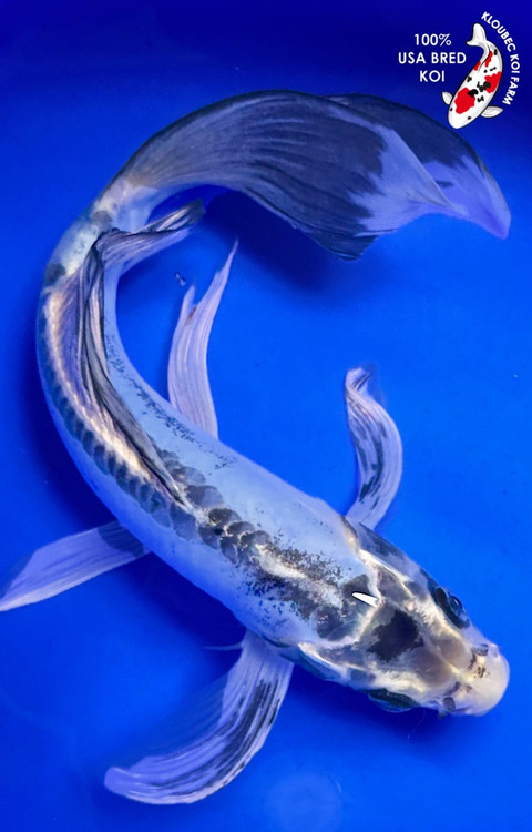 8.5" "Blue Moon" Butterfly Koi #K616710(P5) Kloubec Koi Farm