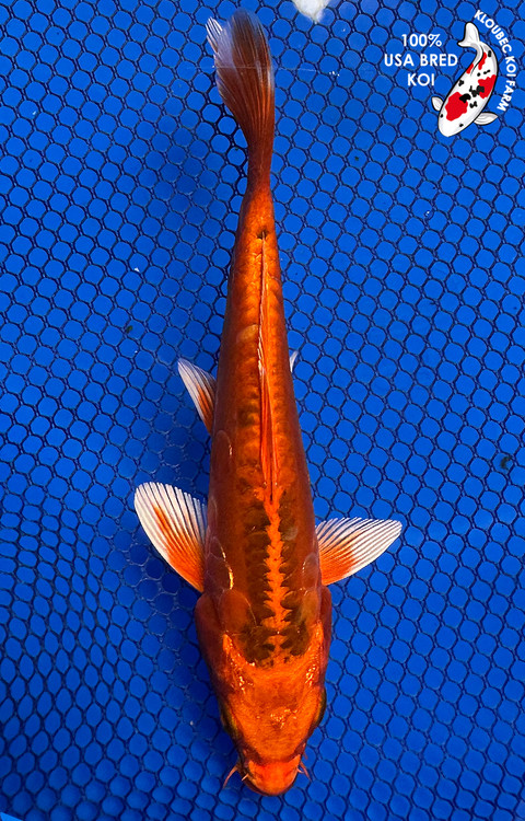 6" Doitsu Kin Matsuba Koi #J61315(P7) | Kloubec Koi Farm