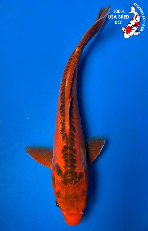 11" Aka Shusui Koi #J7915(P3) | Kloubec Koi Farm