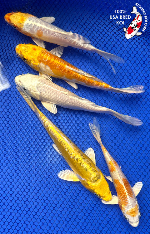 (5) 5-7" "Sunshine" Koi Pond Pack #J82029(K4) | Kloubec Koi Farm