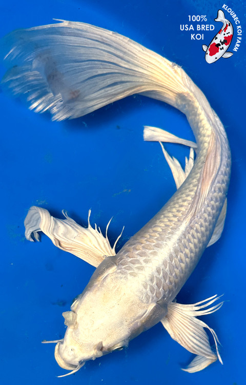 18" Cream Ogon Butterfly Koi #J8267(U5) | Kloubec Koi Farm