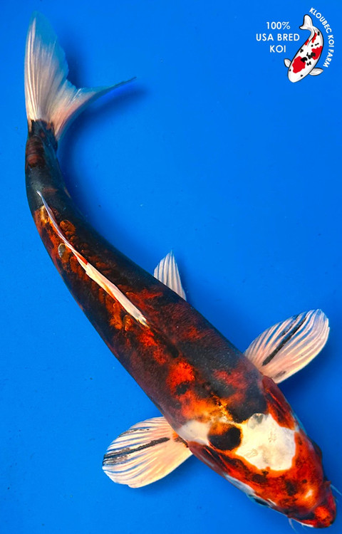 10.5" Beni Kikokuryu Koi #K9825(P4) Kloubec Koi Farm