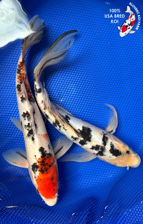 (2) 12-14" Gosanke Koi Pair #J9264(X42) | Kloubec Koi Farm