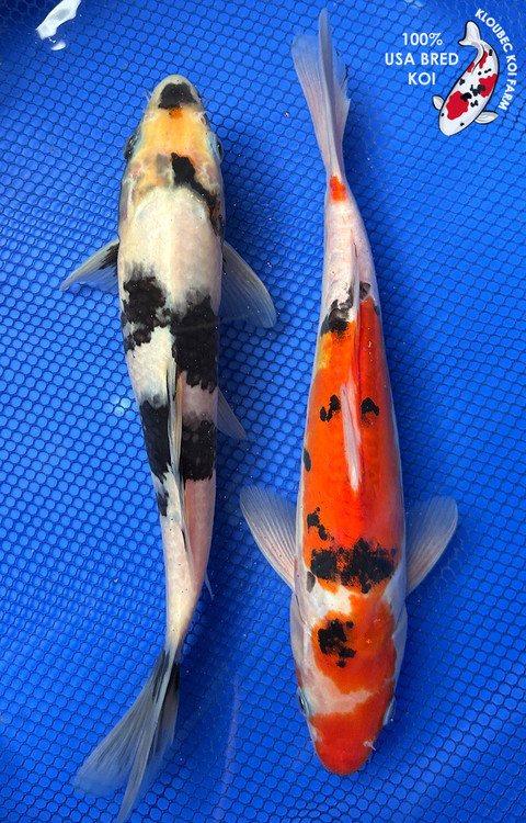 (2) 10-11" Gosanke Koi Pair #J92617(X30) | Kloubec Koi Farm