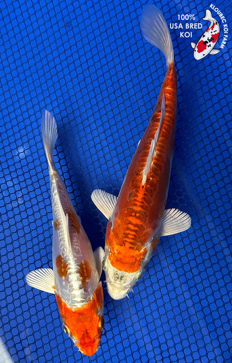 (2) 6-7" Doitsu Hariwake Koi Pair #J102044(X38) | Kloubec Koi Farm