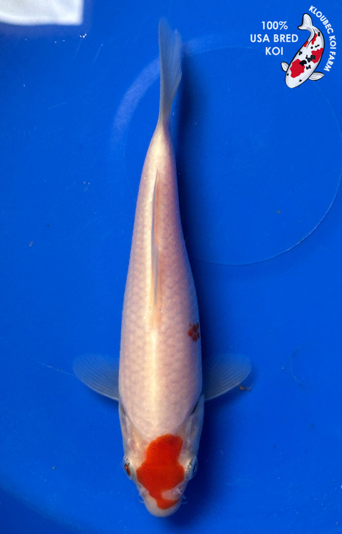 5" Tancho Kohaku Koi #J12015(G1) | Kloubec Koi Farm