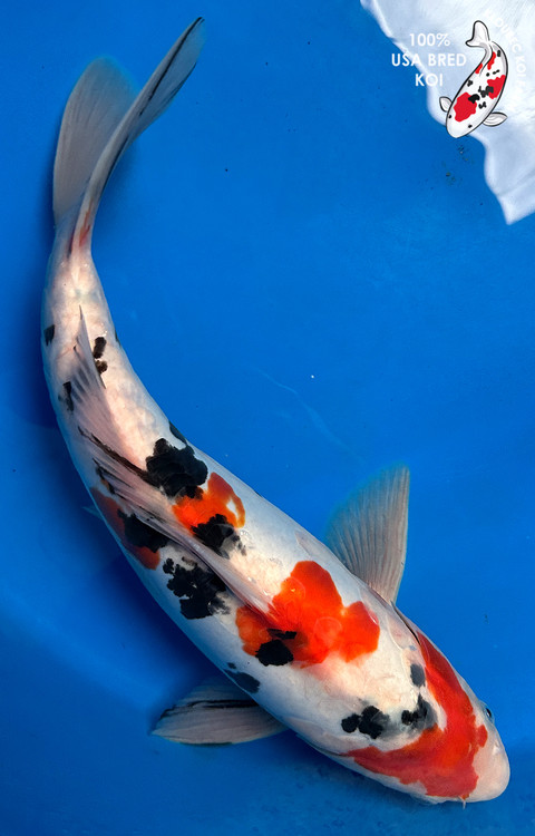 Buy this 15" Doitsu Sanke Koi featuring vibrant red hi and bold black ...