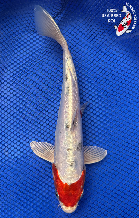 8.5" Doitsu Yamato Nishiki Koi for Sale – Metallic White & Red Head ...