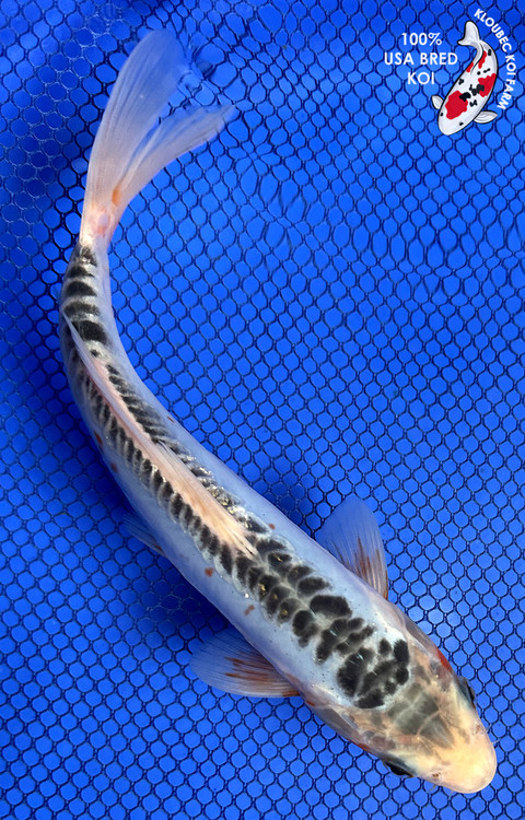 8.5" Shusui Koi for Sale – USA-Bred Blue & Orange Doitsu Koi | Kloubec ...