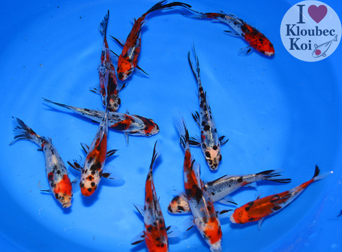 4" - 5" Shubunkin Goldfish - Shubunkins for Sale | Kloubec Koi Farm