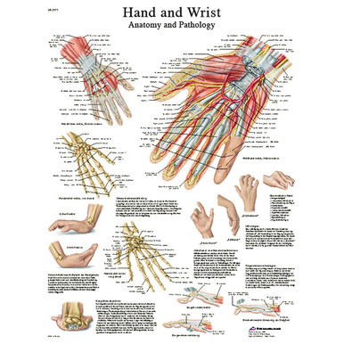 Hand and Wrist Chart Laminated Chart 20" x 26" - Healthy You