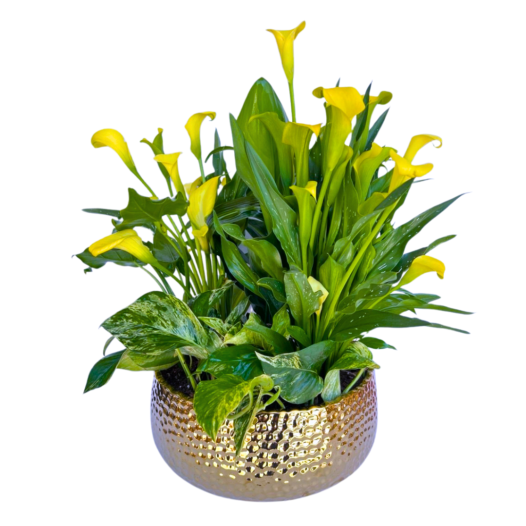 Large Calla Plant Garden - Angie's Floral Designs