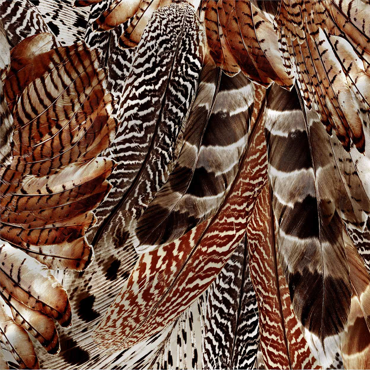 Feathers - Custom Printed Fabric | Shop The Textile District
