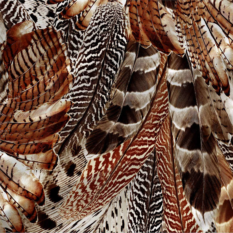 Feathers - Custom Printed Fabric | Shop The Textile District