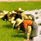 Rapio Rice and Polenta