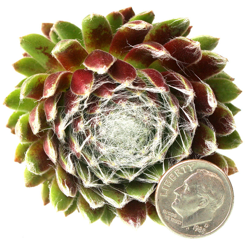 Sempervivum Emberley Pink | Hens and Chicks for Sale