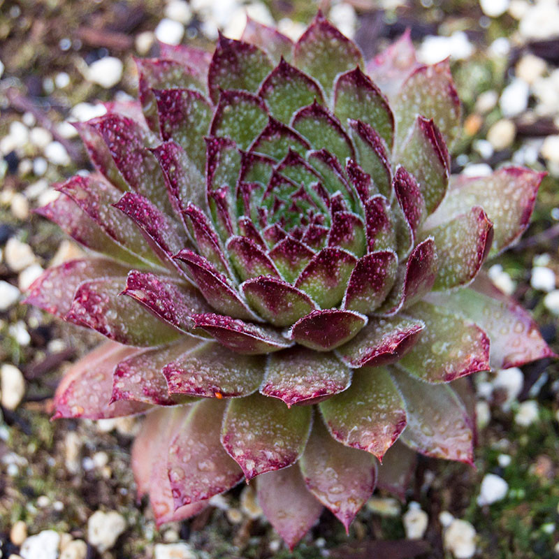 Sempervivum Sigma | Hens and Chicks for Sale