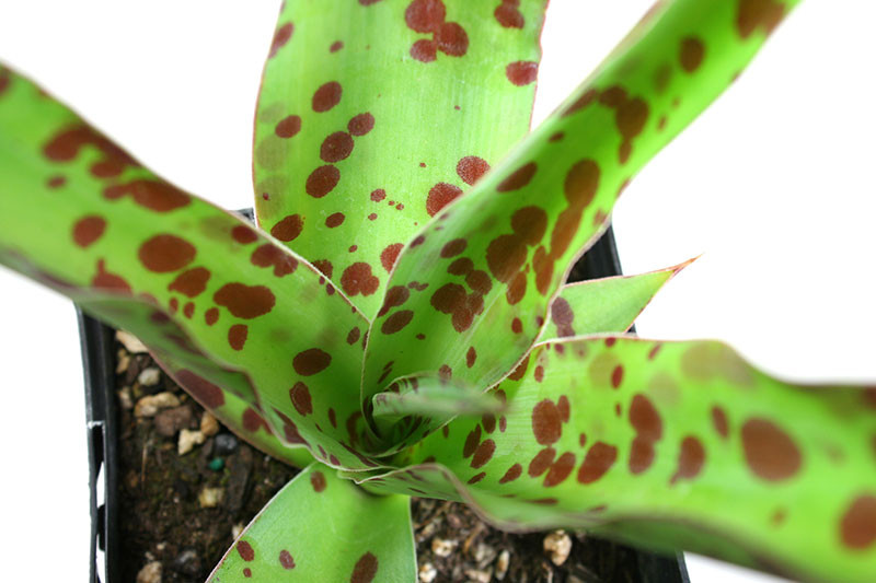 Agave Mangrave | Succulents for Sale
