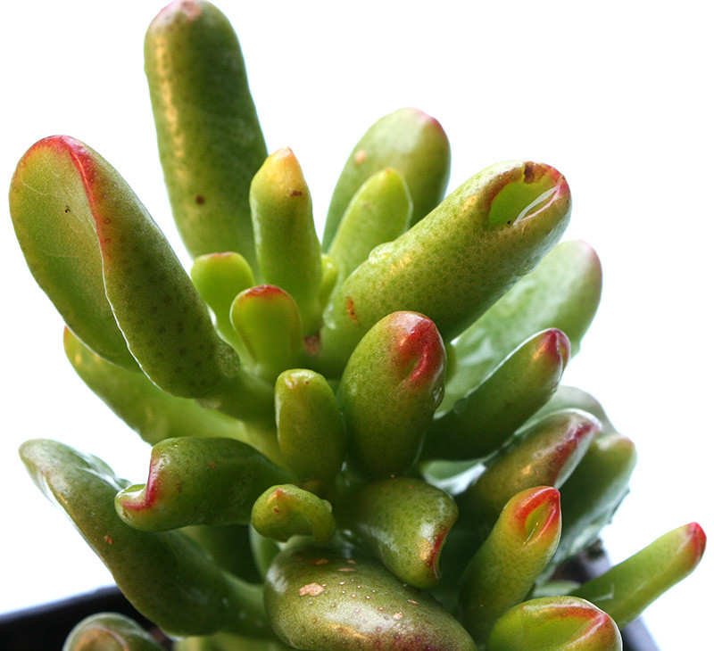 Crassula Hobbit Jade Plant | Succulents for Sale