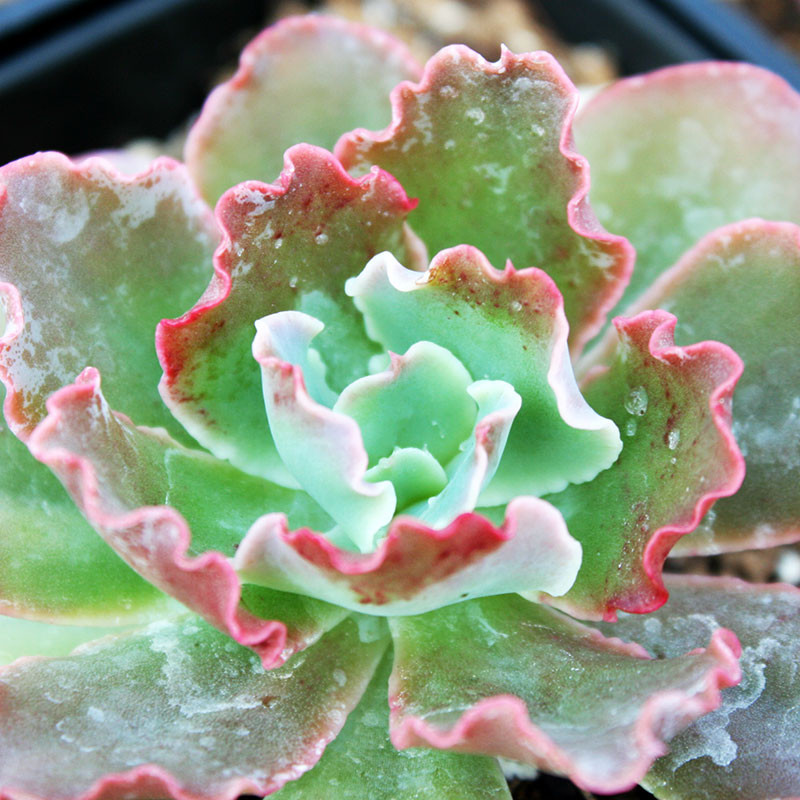 Echeveria shaviana Pink Frills | Succulents for Sale