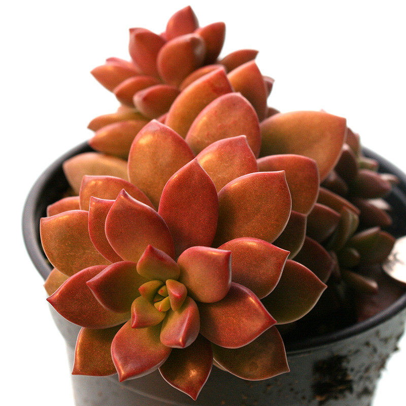 Graptosedum Vera Higgins | Succulents for Sale