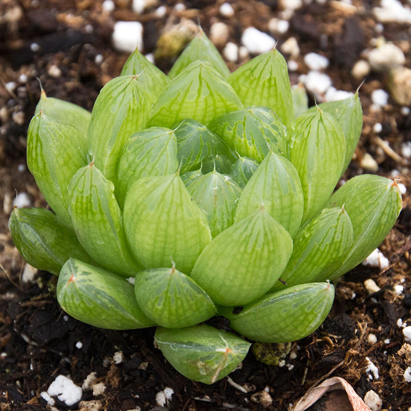 Haworthia gracilis | Succulents for Sale