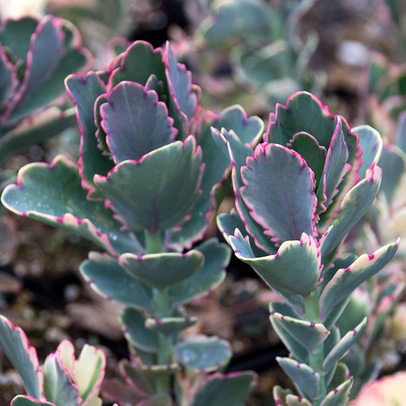 Kalanchoe Lavender Scallops | Succulents for Sale