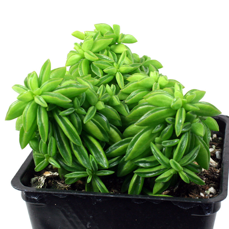 Peperomia axillaris | Succulents for Sale