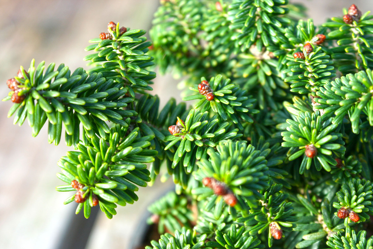 Piccolo Balsam Fir | Miniature Garden Plants for Sale