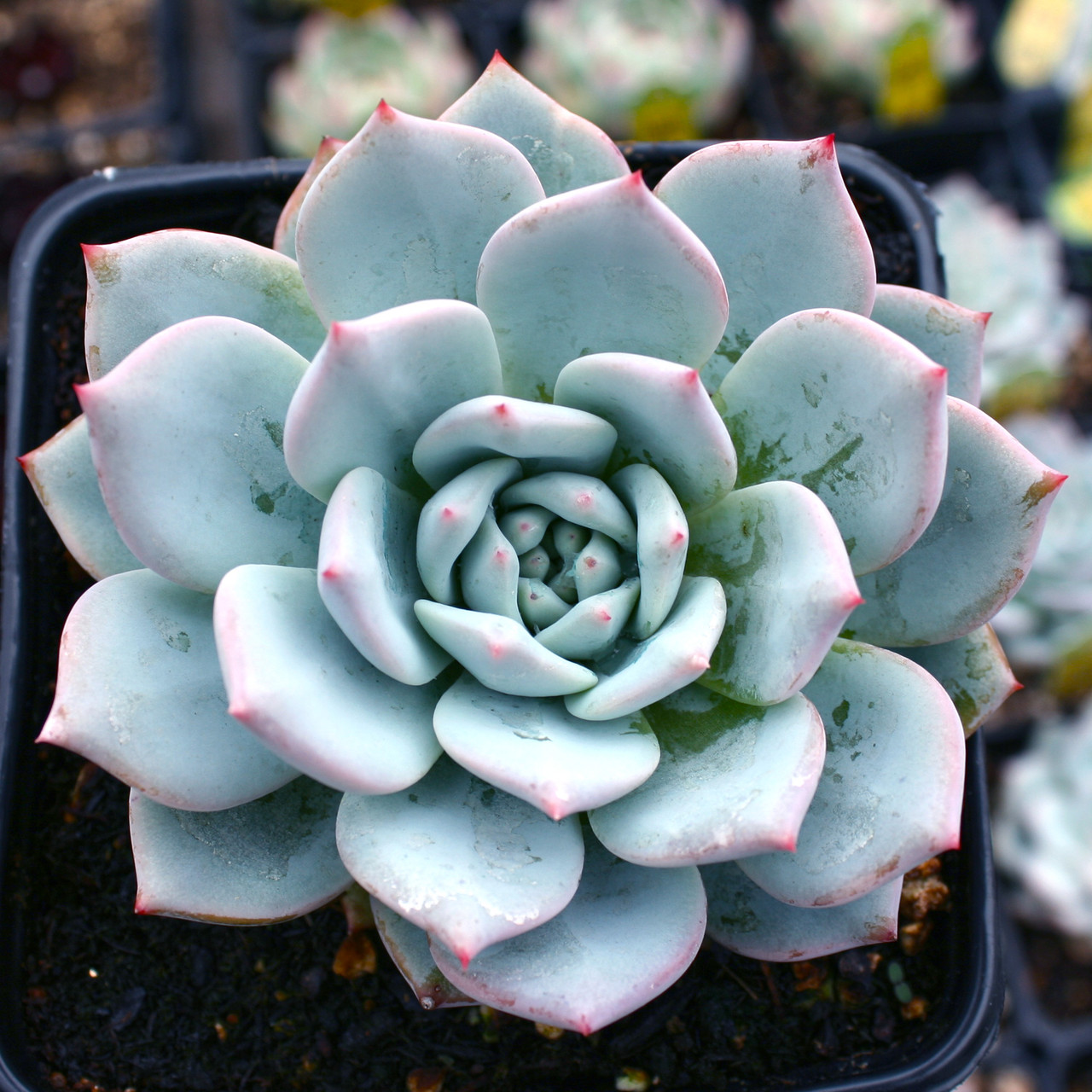 Echeveria Blue Bird | Succulents for Sale